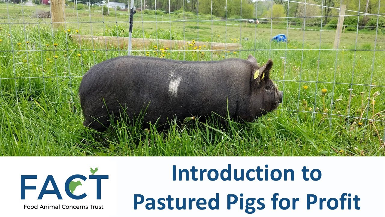Introduction to Pastured Pigs for Profit - YouTube