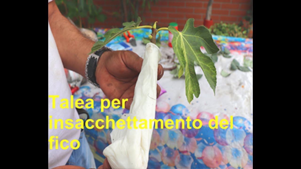 talea di fico per insacchettamento - YouTube