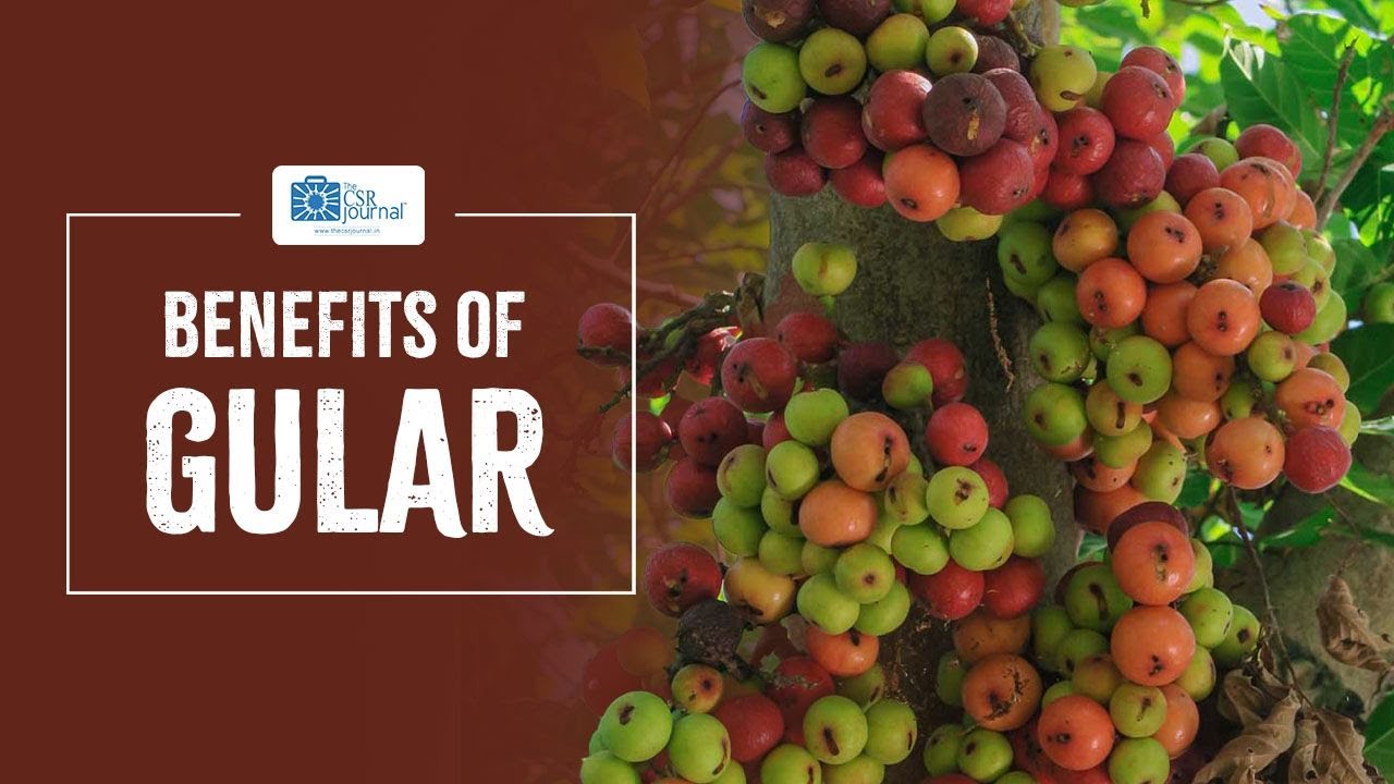 Benefits of Gular | #Gular #GularBenefits - YouTube