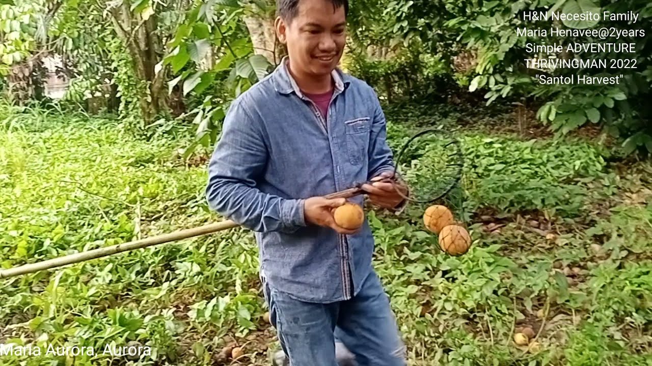 Daming Santol anihin/ Tropical Fruit Santol Harvest / Simple ADVENTURE ...