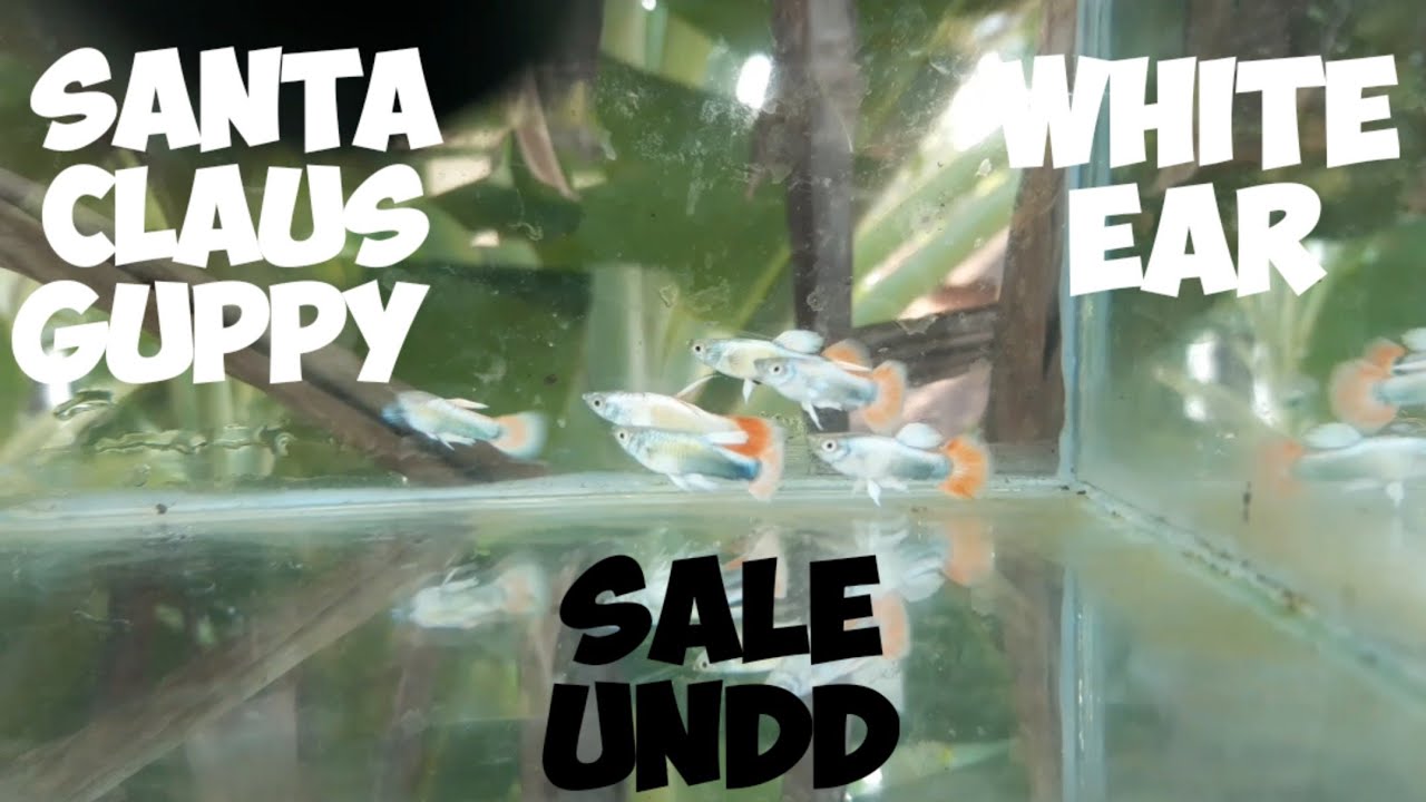 santa claus guppy ll sale undd llwhite ear ll mini guppy farm - YouTube