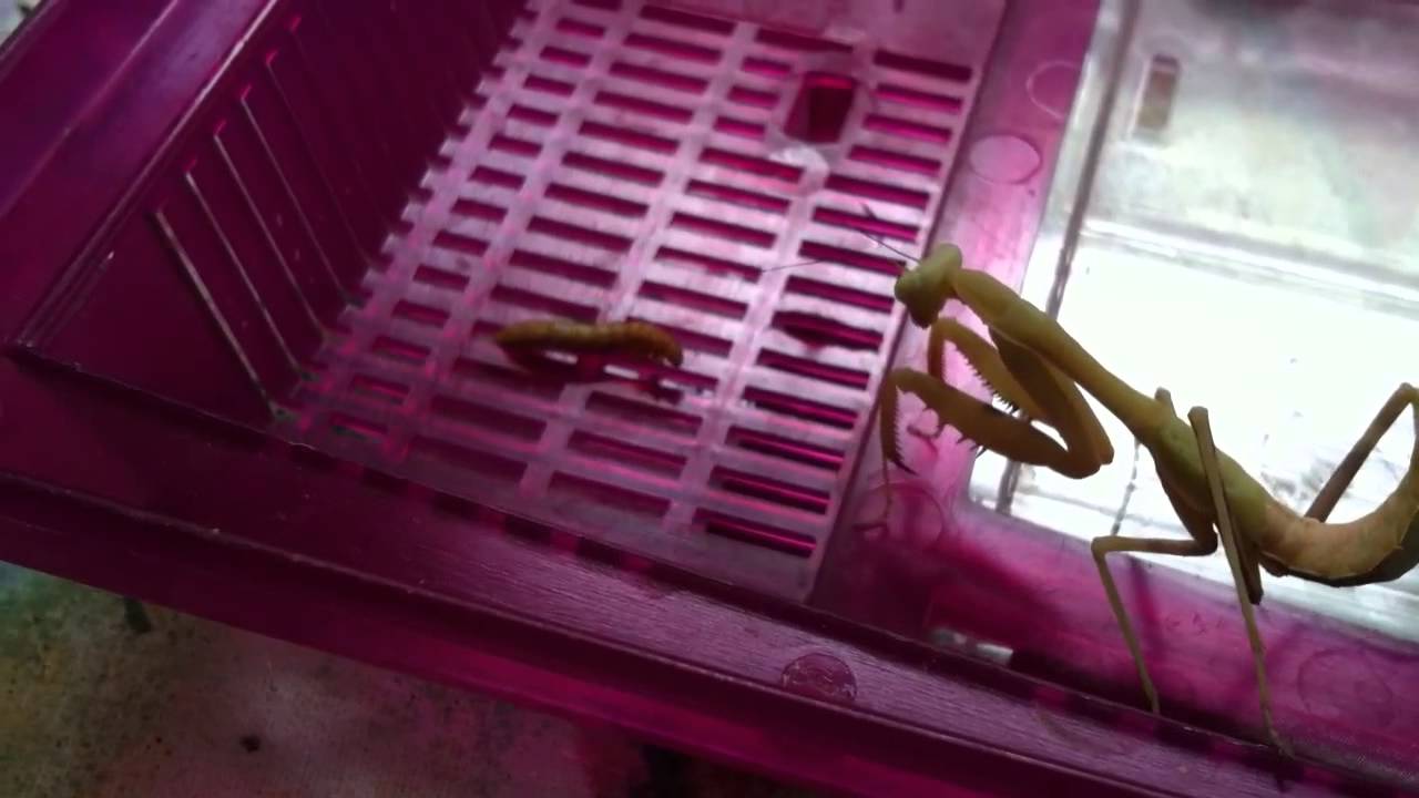 European mantis feeding 3 - YouTube
