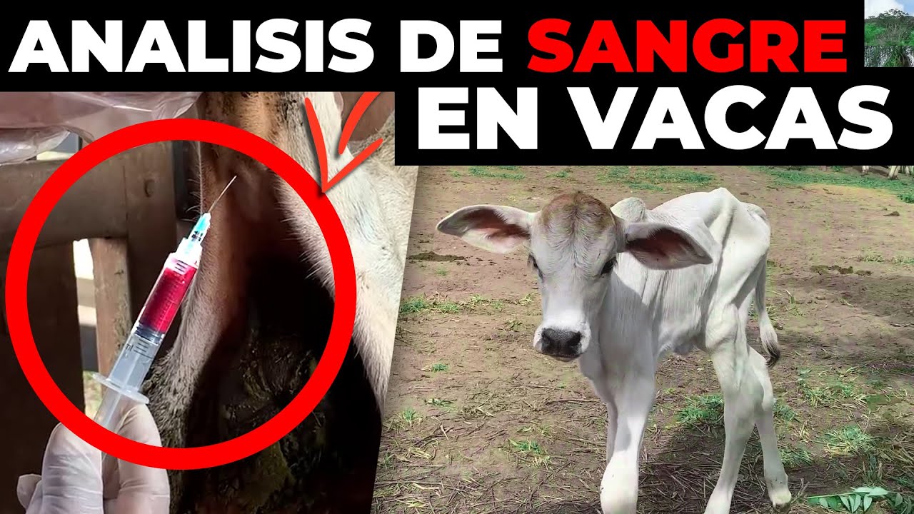 LAS VACAS ESTÁN ENFERMAS - Como Hacer Analisis de Sangre de Sangre en ...