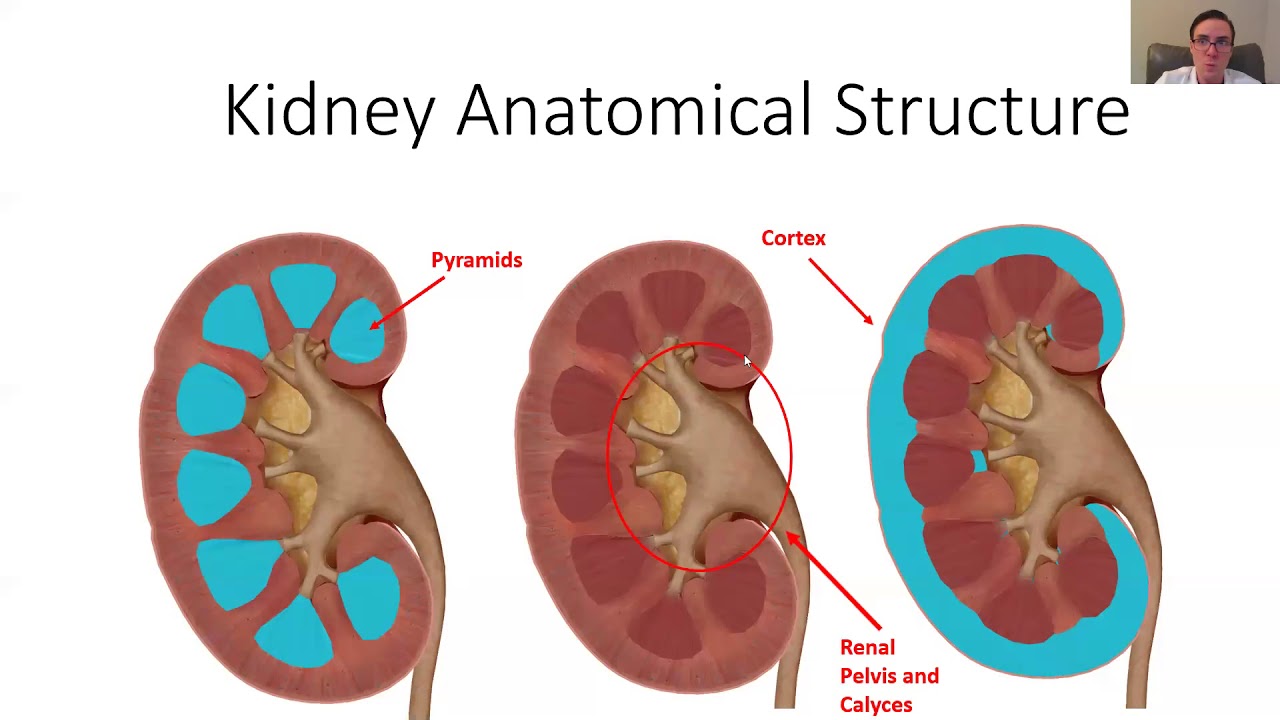 Urinary Tract Ultrasound with the Butterfly iQ - YouTube