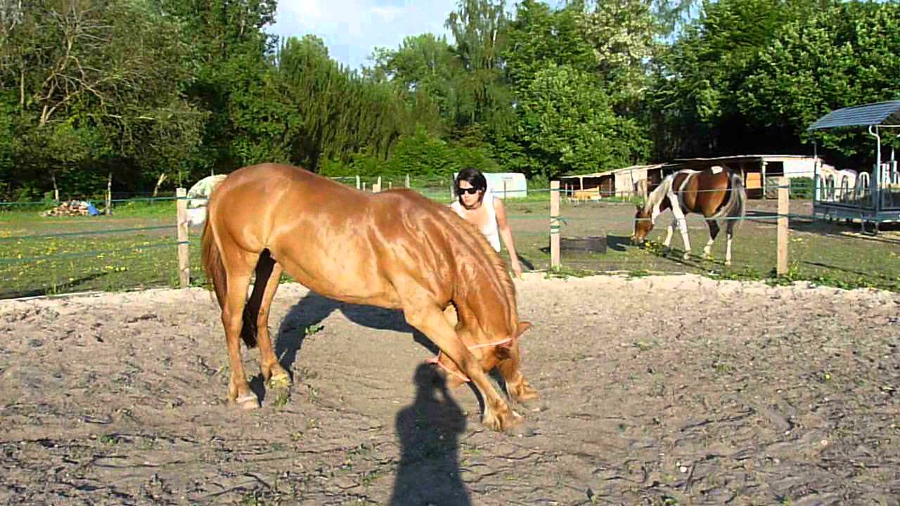 Salut de la reine Lisa - YouTube