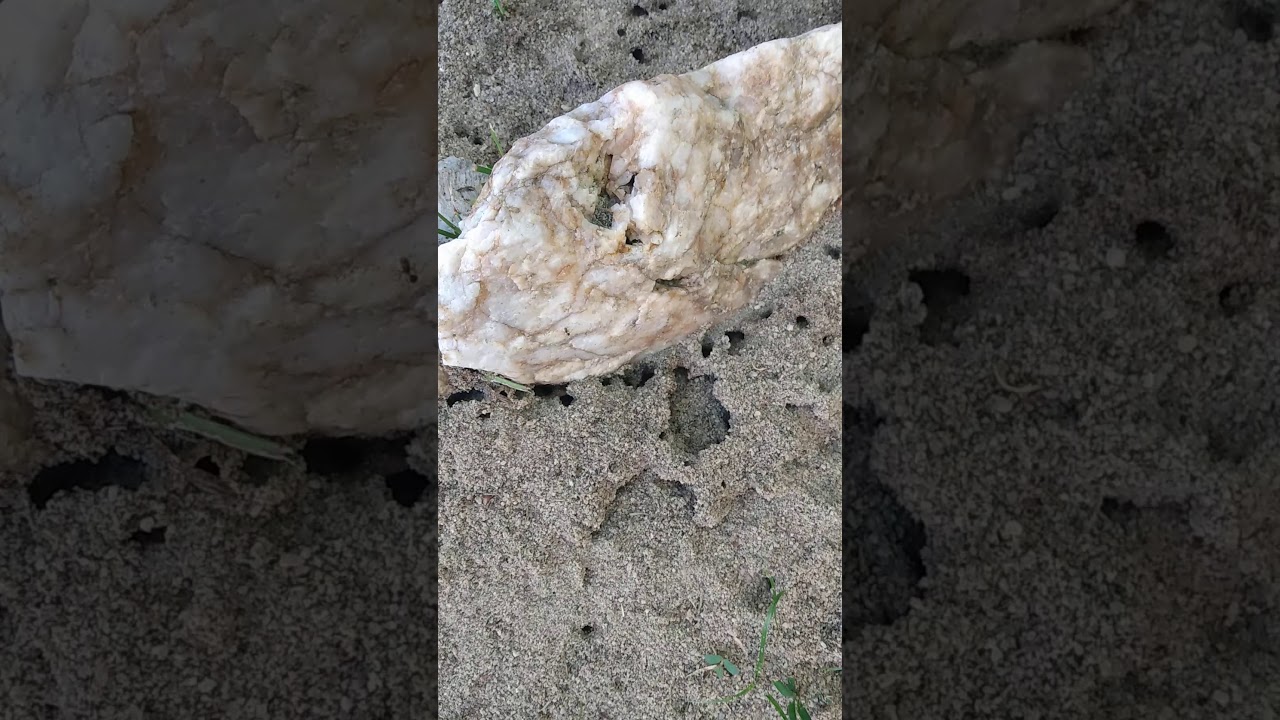 Red Ant Hive - YouTube