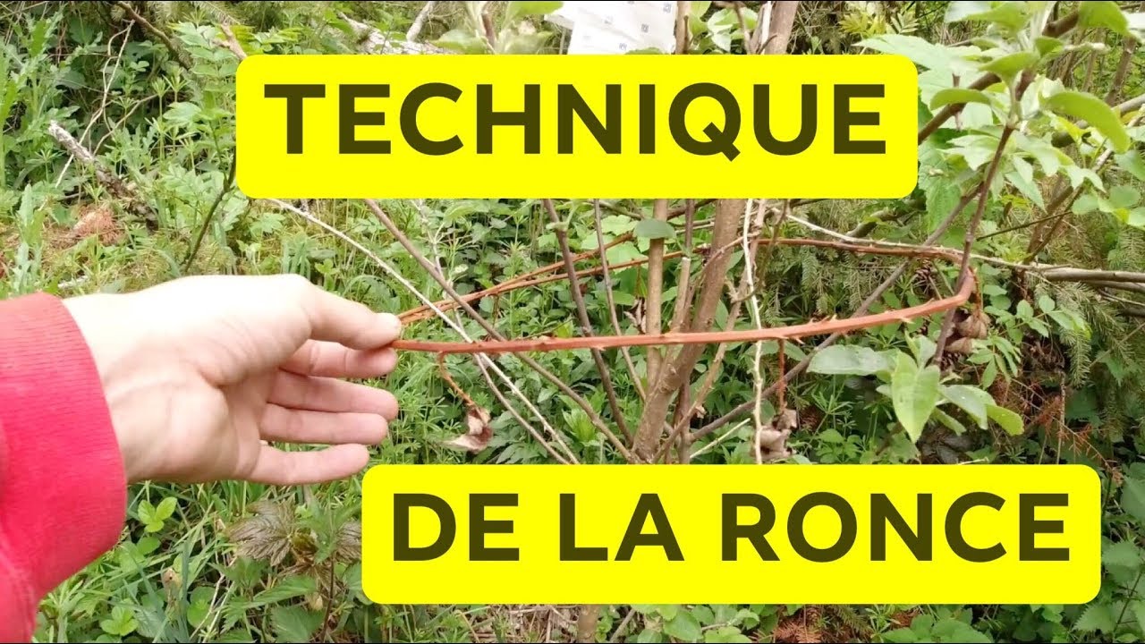 TECHNIQUE DE LA RONCE : FINI LES DEGATS DES CHEVREUILS - YouTube