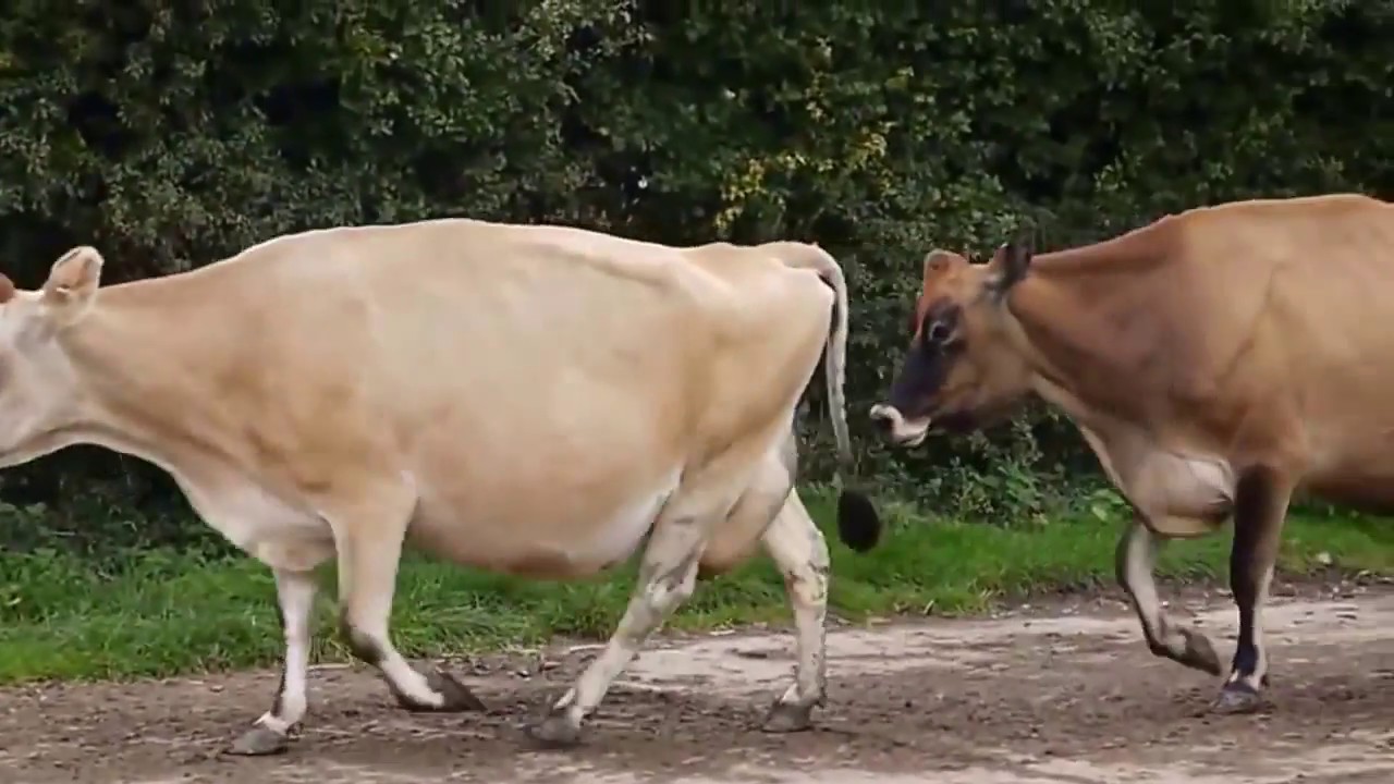 Cow Videos for Children, A Cow Video for Children who like Farm Animals ...