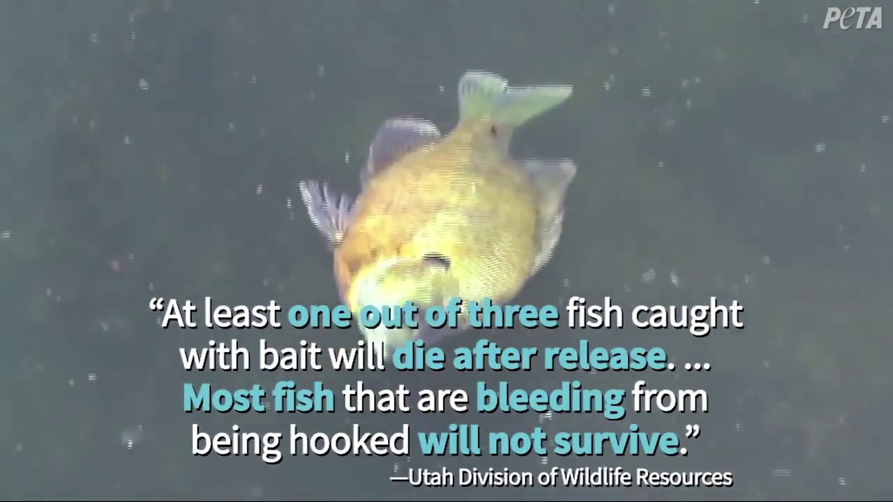Hans Krebs Warns People About Fish Hater's - YouTube