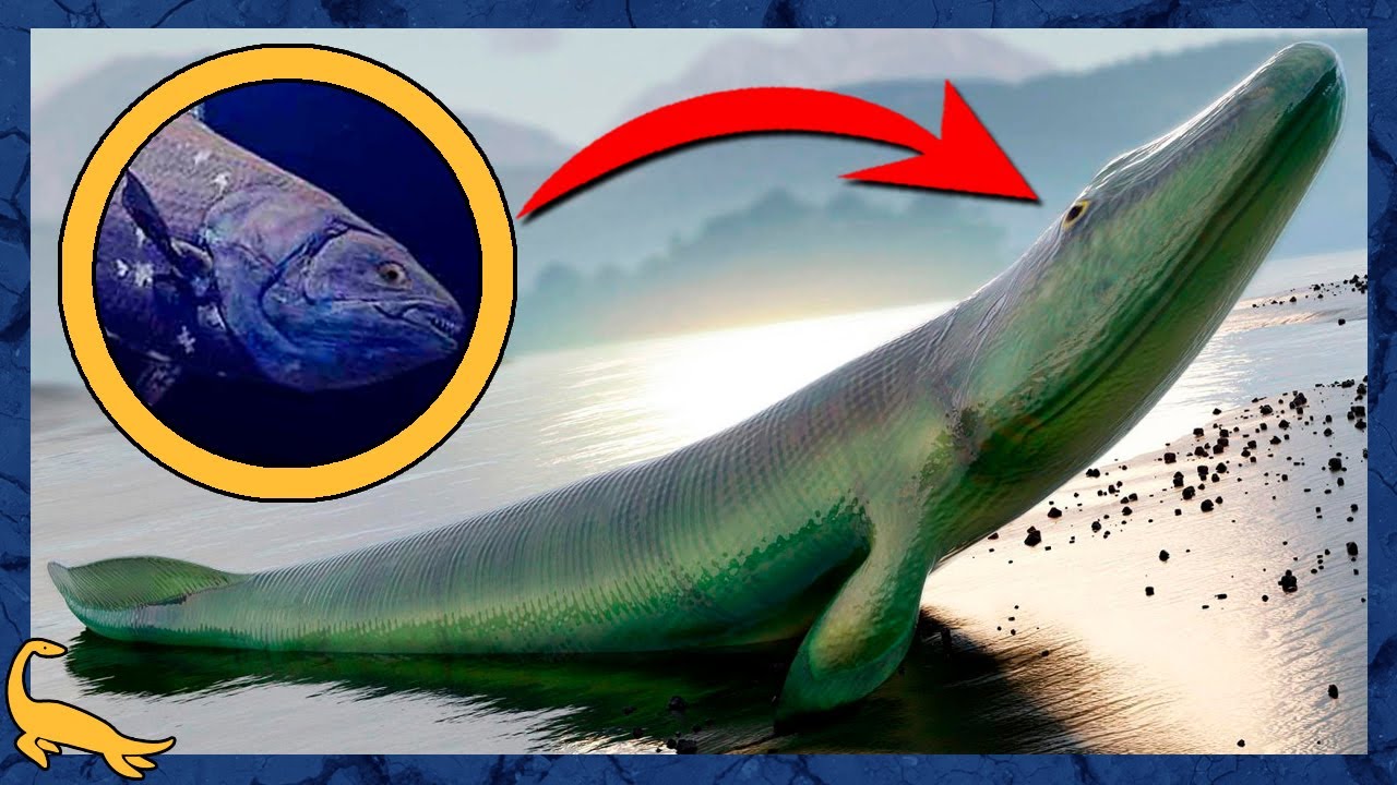 A EVOLUÇÃO do CRÂNIO nos PRIMEIROS TETRÁPODES - YouTube