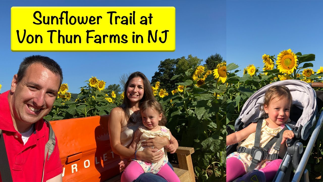 NJ Sunflower Trail at Von Thun Farms Day Trip! - YouTube