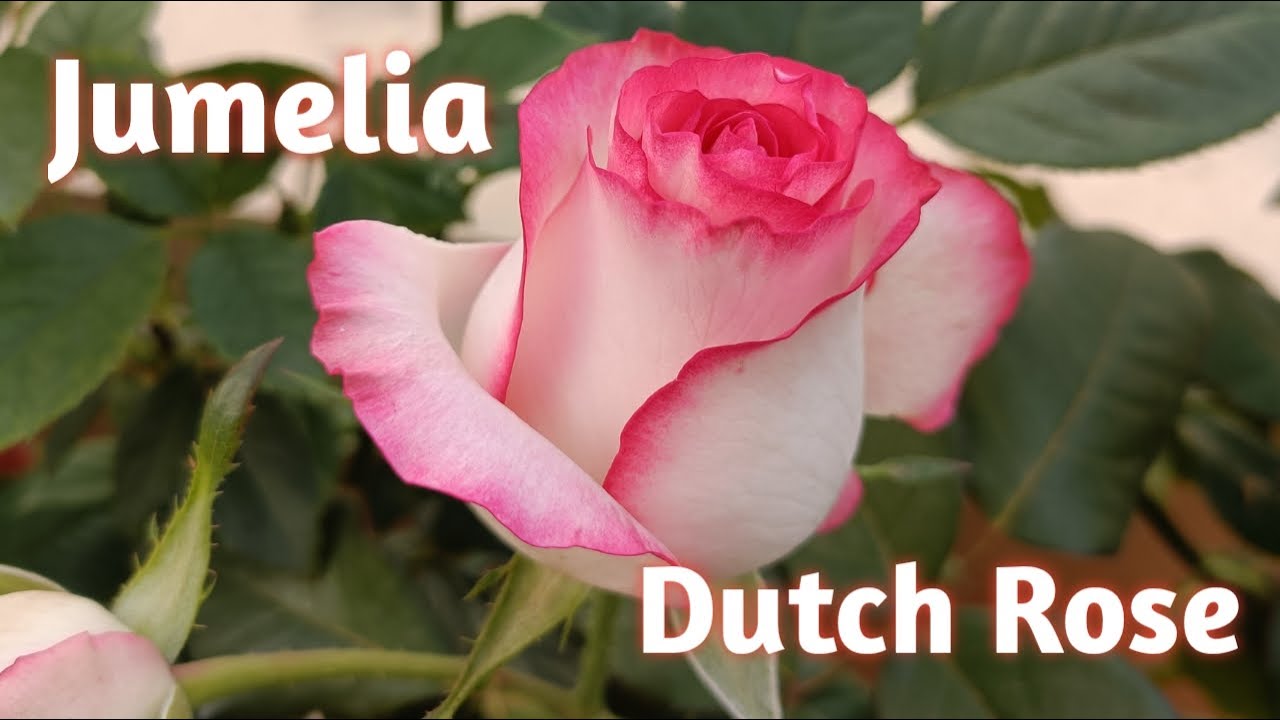 Jumelia rose #rose #htrose #flowers - YouTube