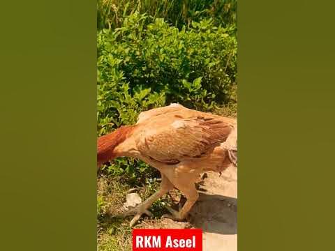 Parrot Beak Aseel {31 October 2022} - YouTube