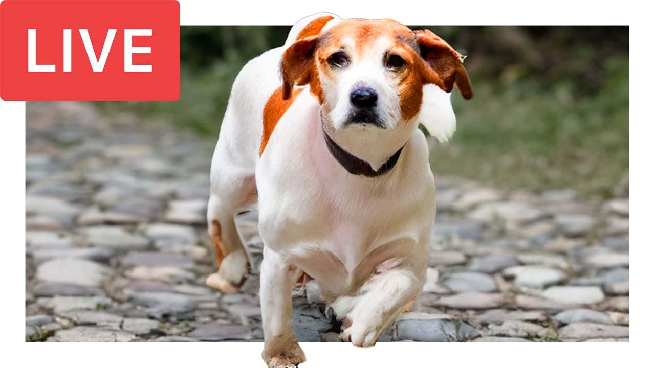 Virtual Walking Video for Dogs to Watch - Boredom Relief Dog Walking ...