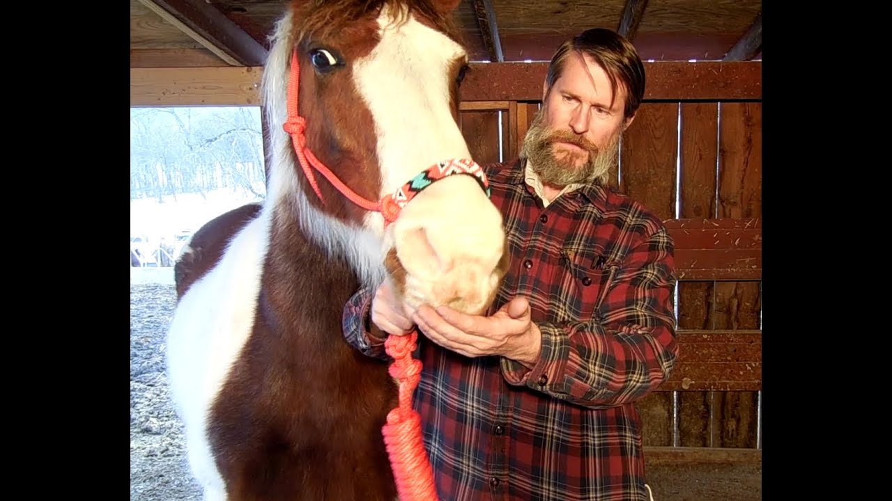 Beaded Nose Rope Halter- Aztec - YouTube