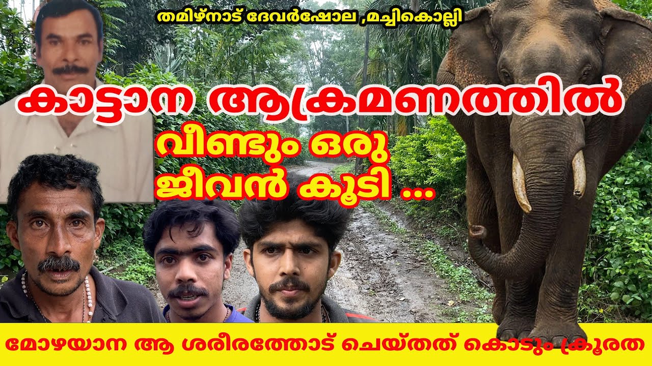 തമിഴ്നാട് ദേവർഷോല , മച്ചികൊല്ലി കാട്ടാന ആക്രമണത്തിൽ വീണ്ടും ഒരു ജീവ ...