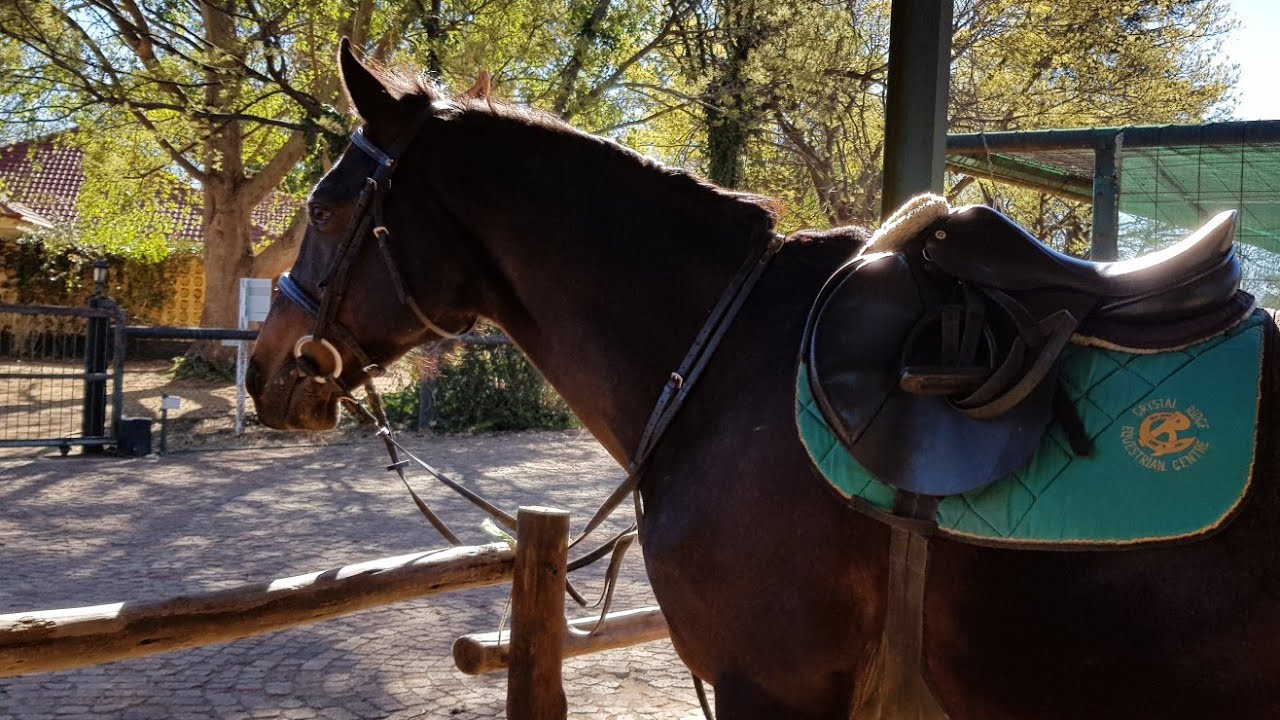 Seyunique Equestrian- winning class, Chanelle Bothma riding Desert Time ...