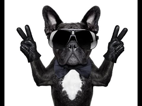 dj konings would you dans on my party abonneer!