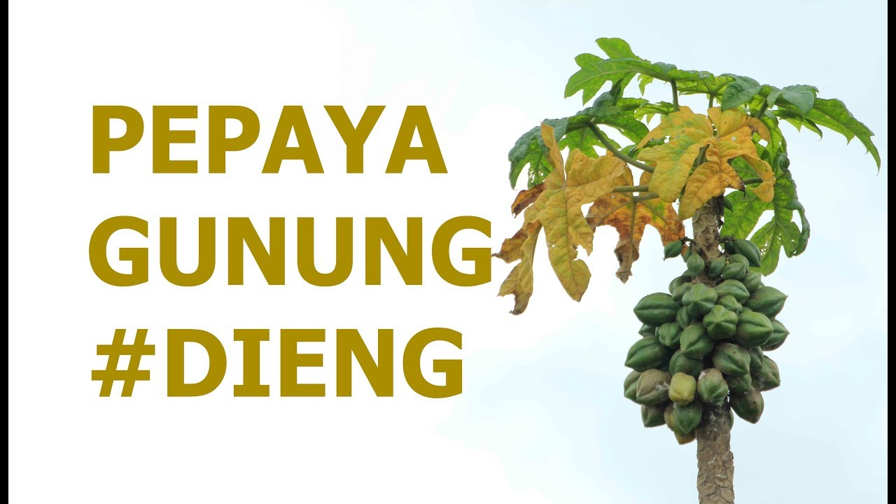PEPAYA GUNUNG ??? #DIENG1 - YouTube