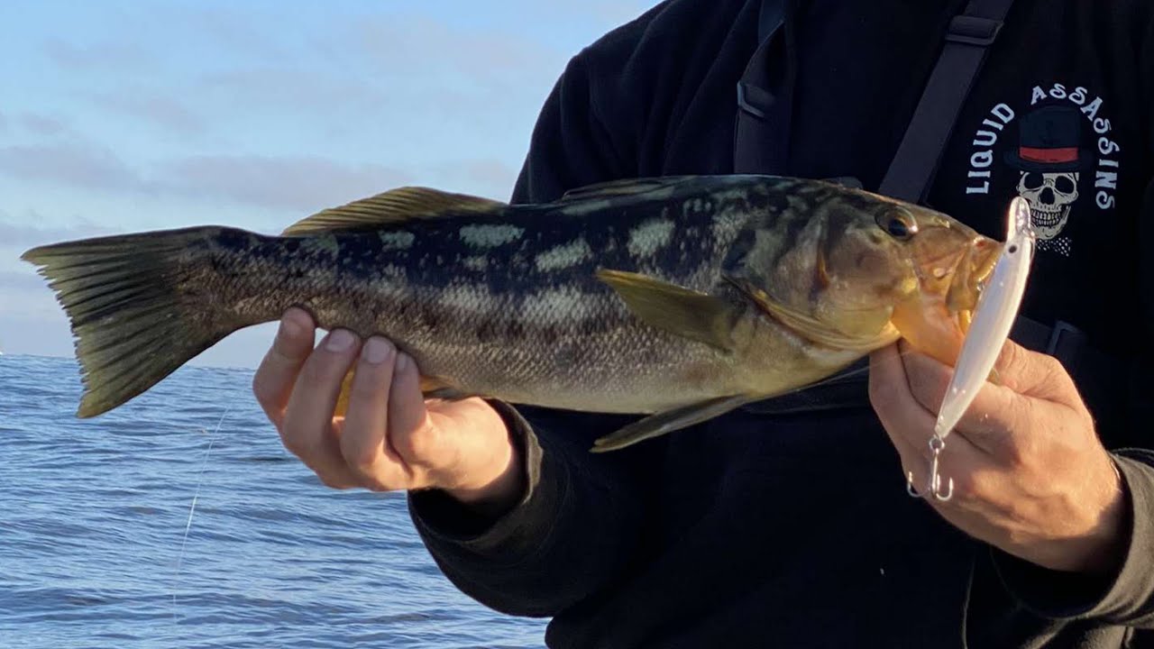 EPIC CALICO FISHING | Two Days in Palos Verdes - YouTube
