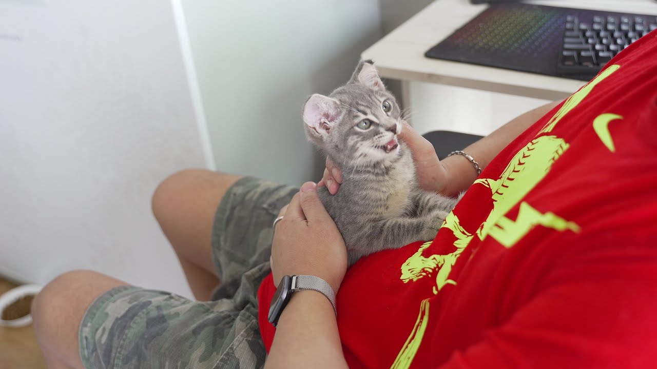 하루종일 따라다니며 야옹야옹 애교 부리는 새끼고양이 Youtube