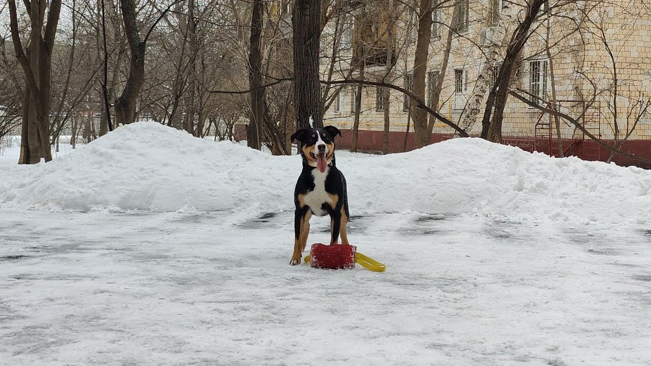 Appenzeller sennenhund Danie!!!! CrossFit for dogs - YouTube