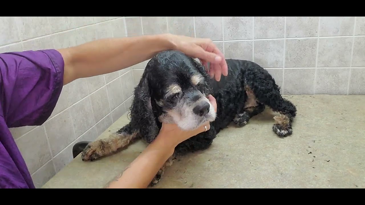 Fatty deposit located on Cocker Spaniel - YouTube