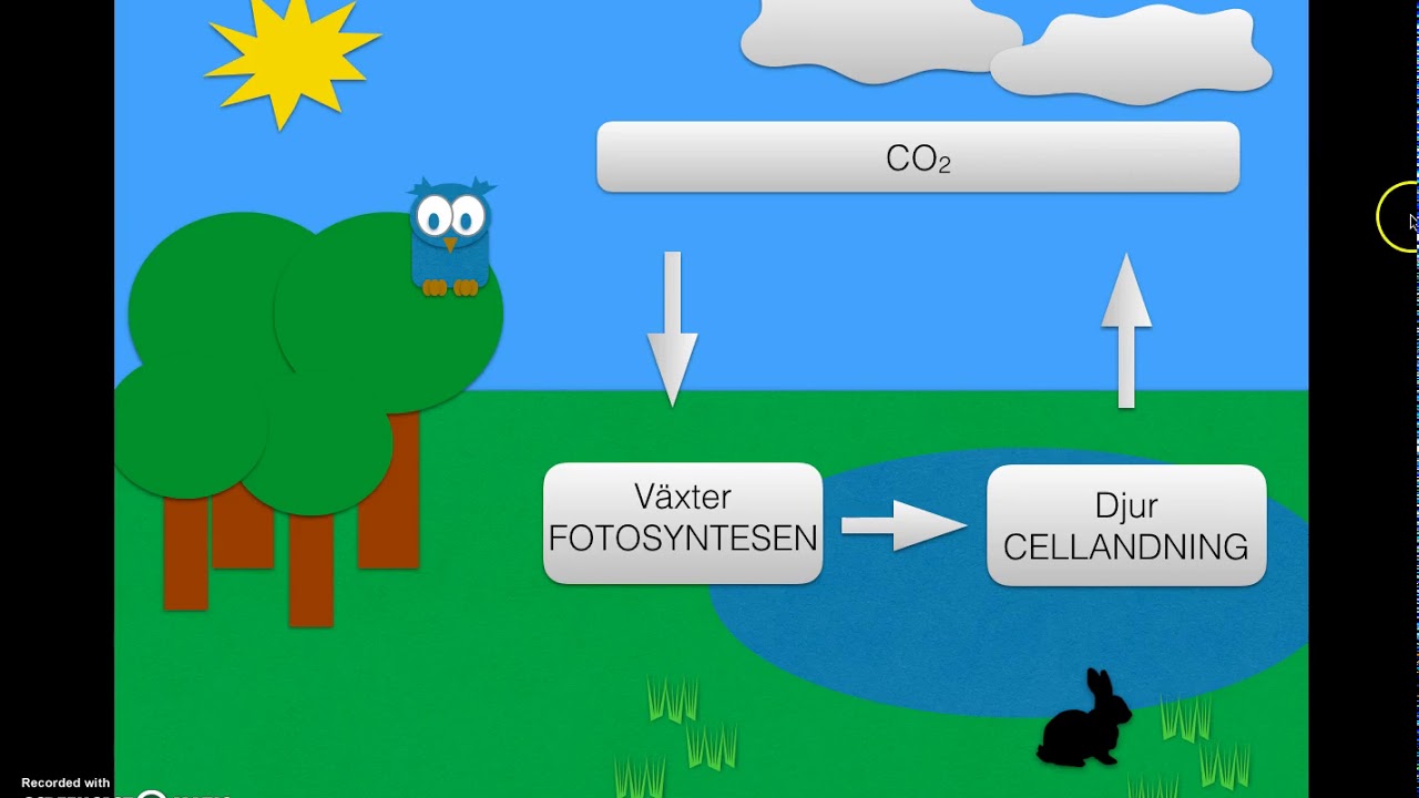 Kolets kretslopp - YouTube