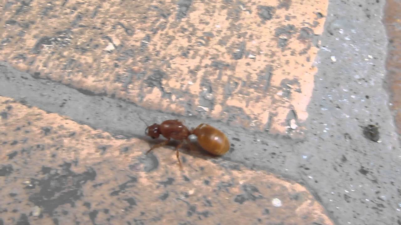 Hormiga Culona - Reina Hormiga Cortadora - Chicatanas - Atta Ant ...