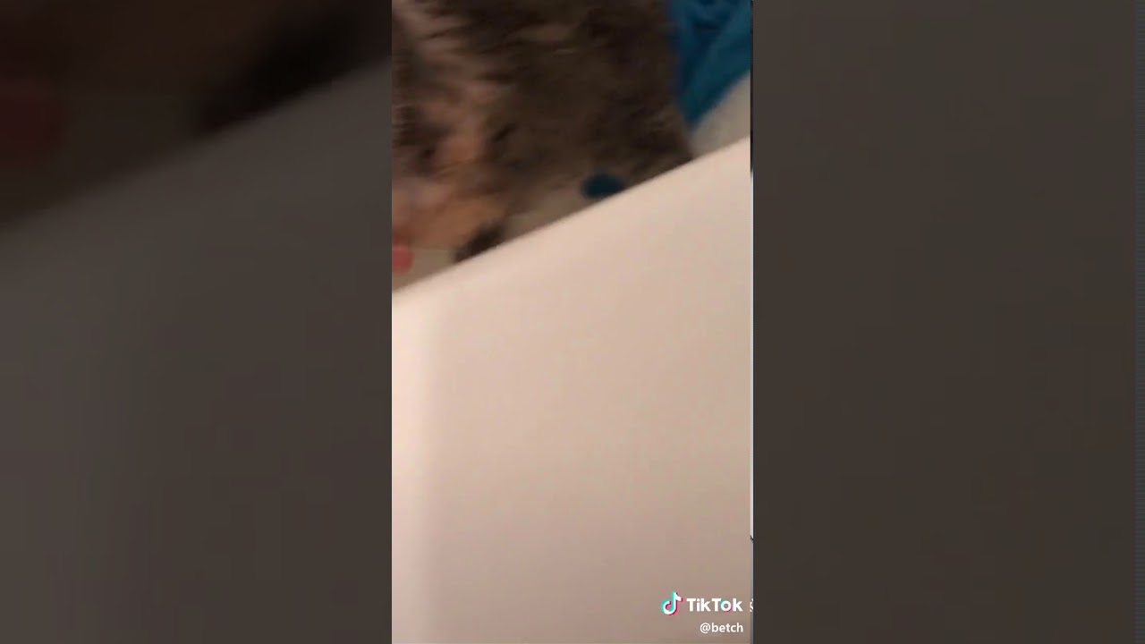 cat saying “i’m cold” - YouTube