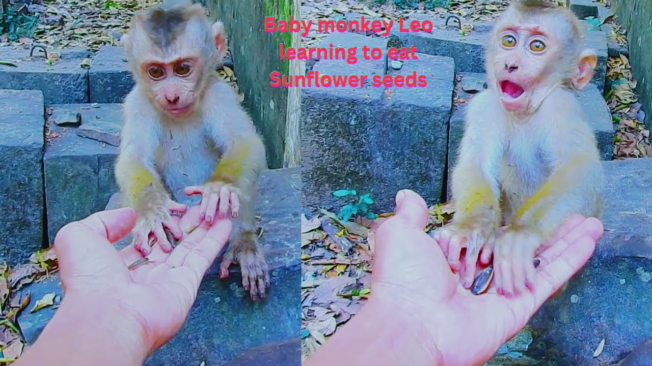 How to teach a baby monkey Leo eats fruit. Baby monkey Leo learning to ...