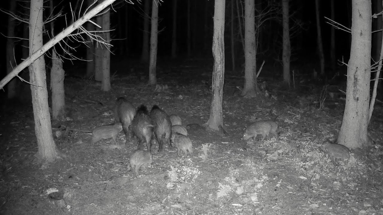Wildschweine mit Frischlinge Dezember 23 - YouTube