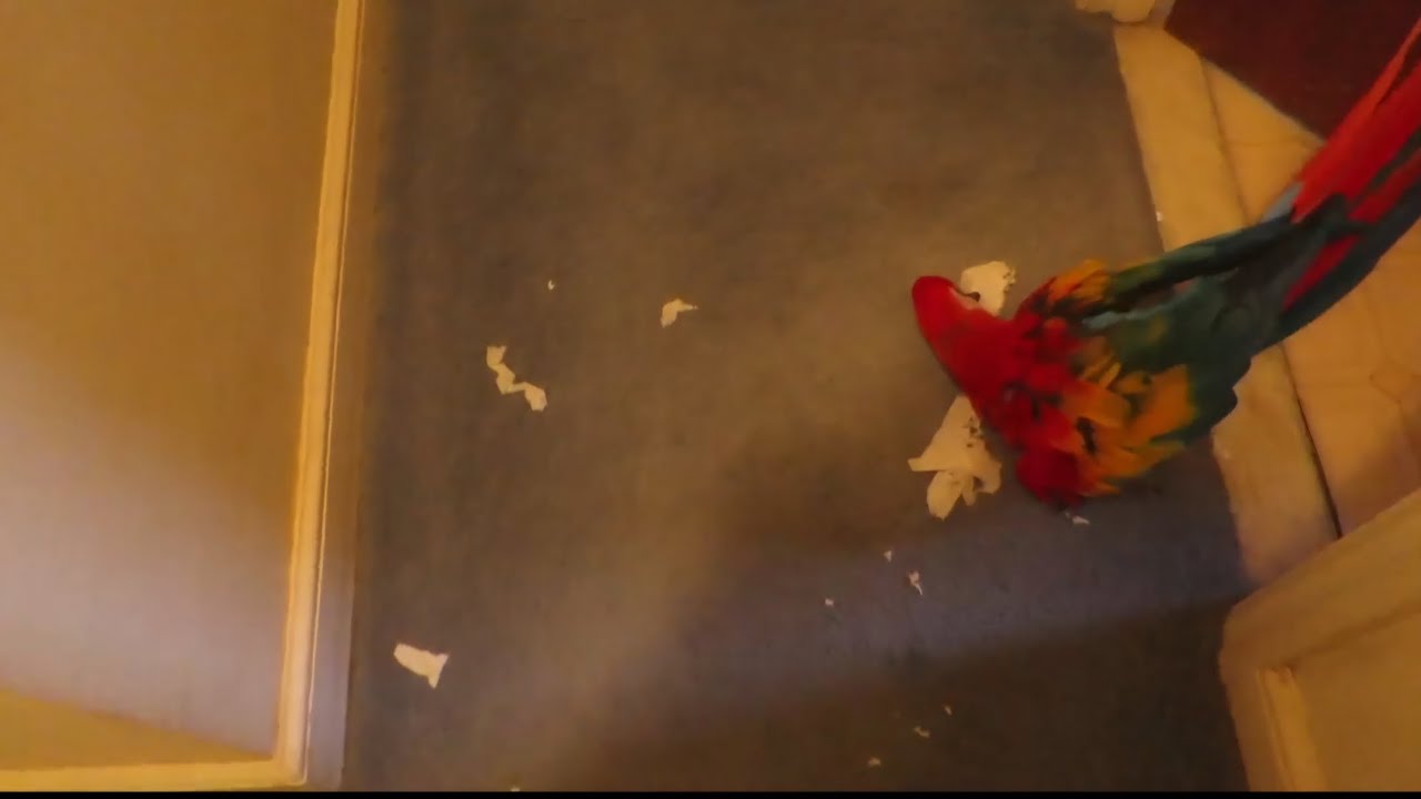 Bandit - trashes bathroom - YouTube