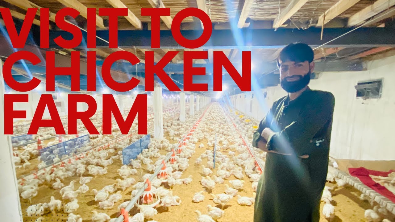 Visit To Chicken Farm | Chicken Farming | Faisal Vlogs | Dera Ghazi ...