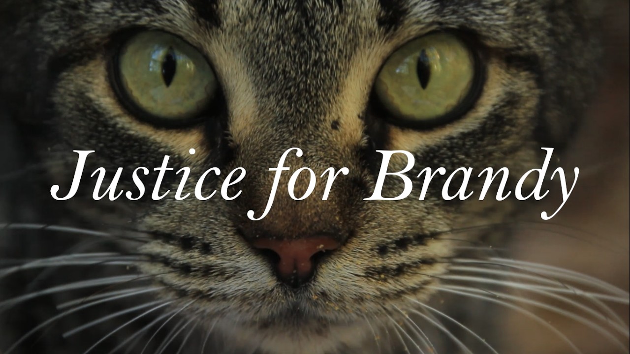 Justice for Brandy | Our Neighbor Baited, Trapped & Dumped Our Cat in ...