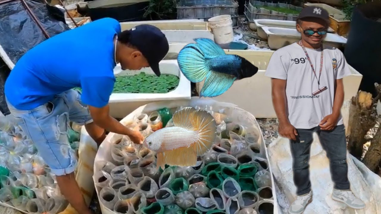 Primera visita, que me muestran más de 10 razas de Bettas con muy buena calidad f1# ...