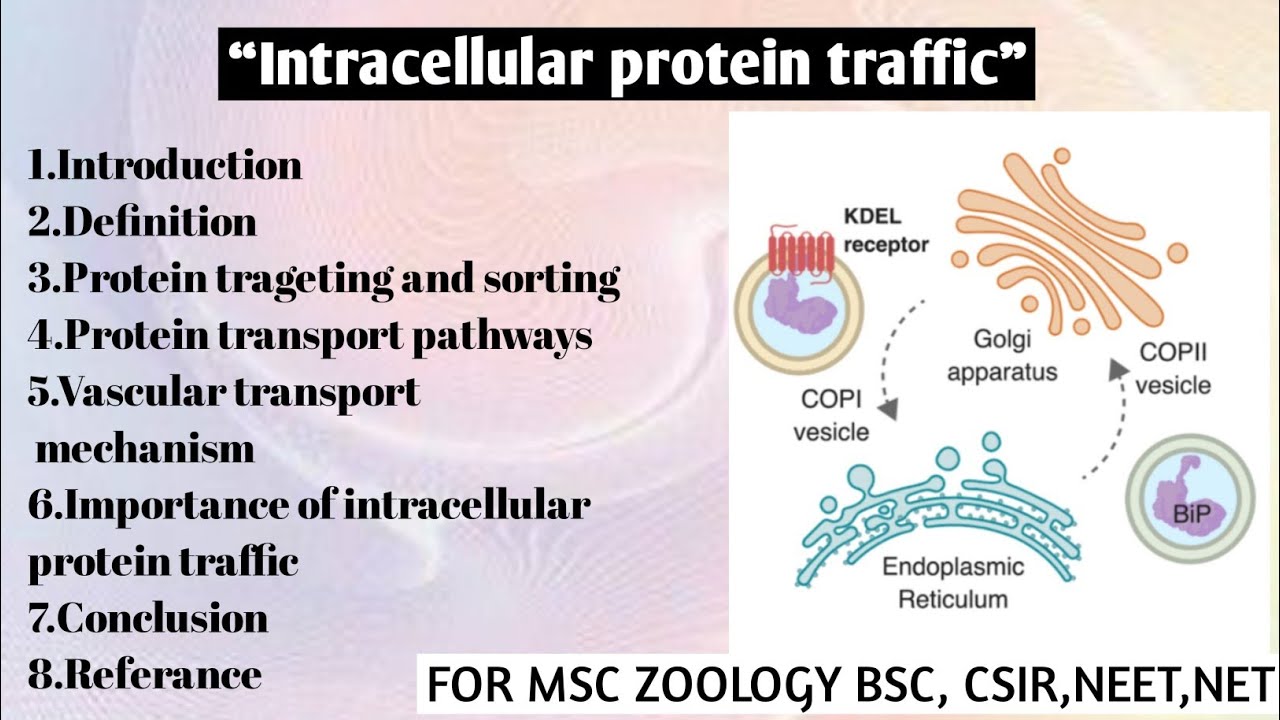 Intracellular Protein Traffic | Protein trageting and sorting | Protein ...