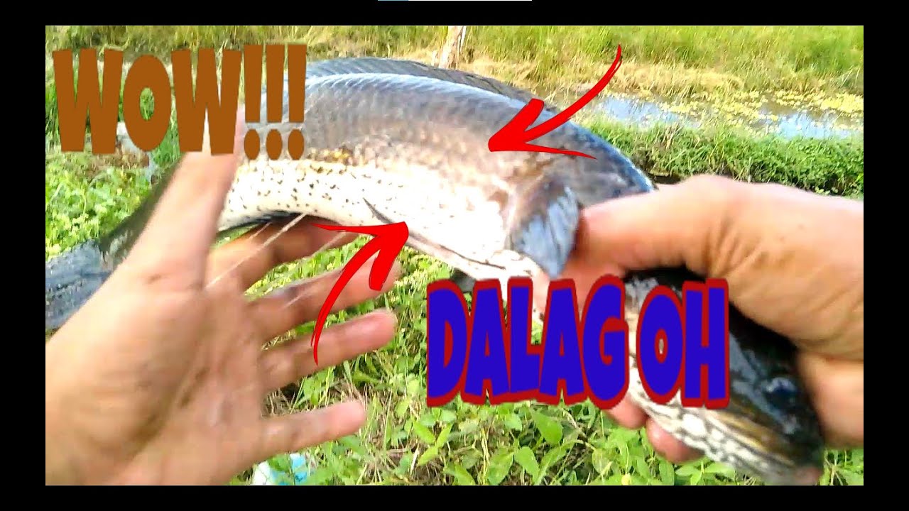 Fishing Tilapya and Dalag (Snakehead) using Fishing Rod and Laway. # ...