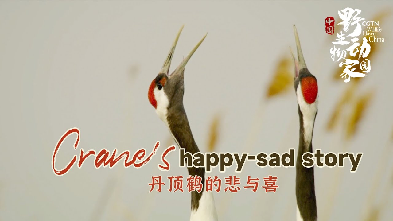 CGTN's 8K documentary clip 9: Crane's happy-sad story - YouTube