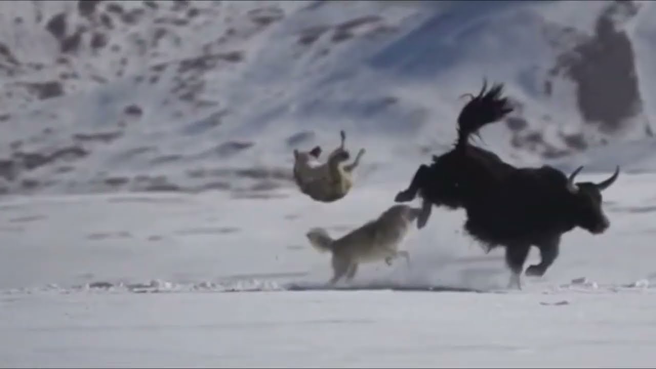 Lobos cazando yaks en el Himalaya | Batallas de Animales Salvajes - YouTube