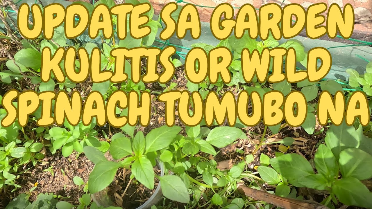 KULITIS OR WILD SPINACH MARAMI NA - YouTube