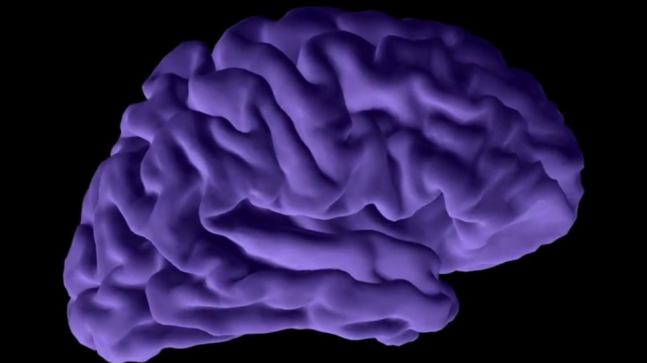 Brain Deformation - YouTube