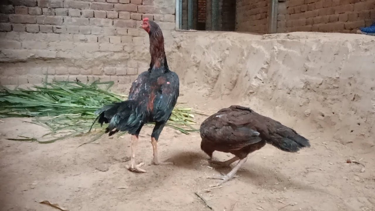 Aseel murga murgi in Punjab Pakistan|Abid aseel farm - YouTube