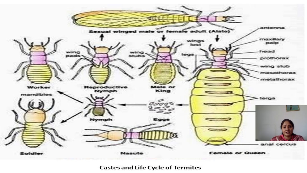social organisation of Termite - YouTube