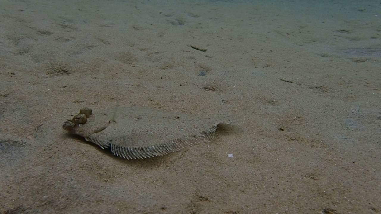 Aegean Spotted Flounder Swimming - YouTube