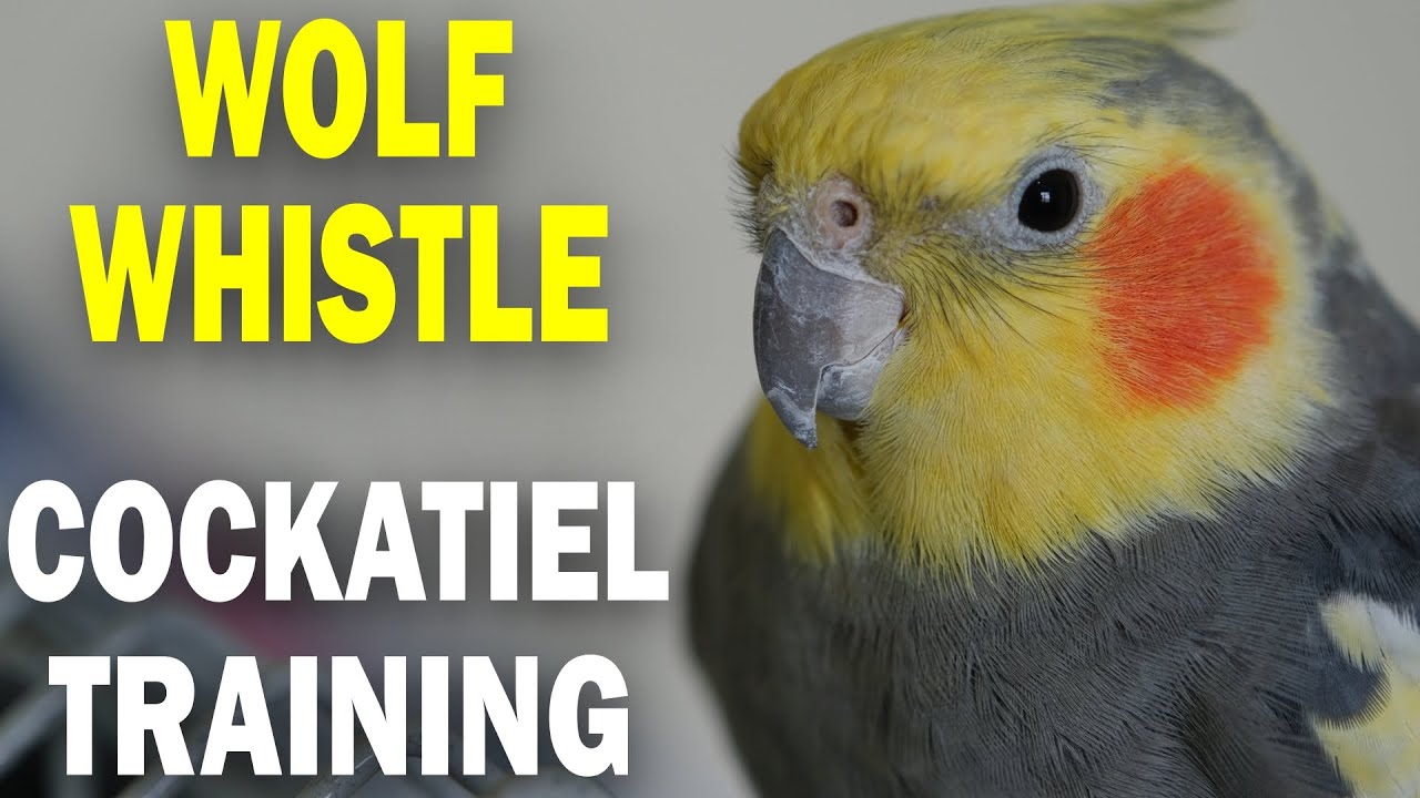 Cockatiel Singing Training WOLF WHISTLE - YouTube