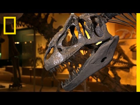 How Do You Dismantle a Dino? (Very Carefully) | National Geographic ...