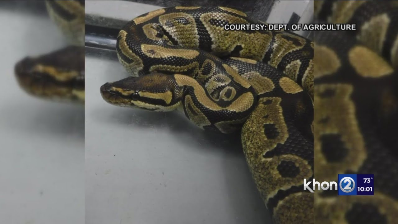 Ball python found in Honolulu - YouTube