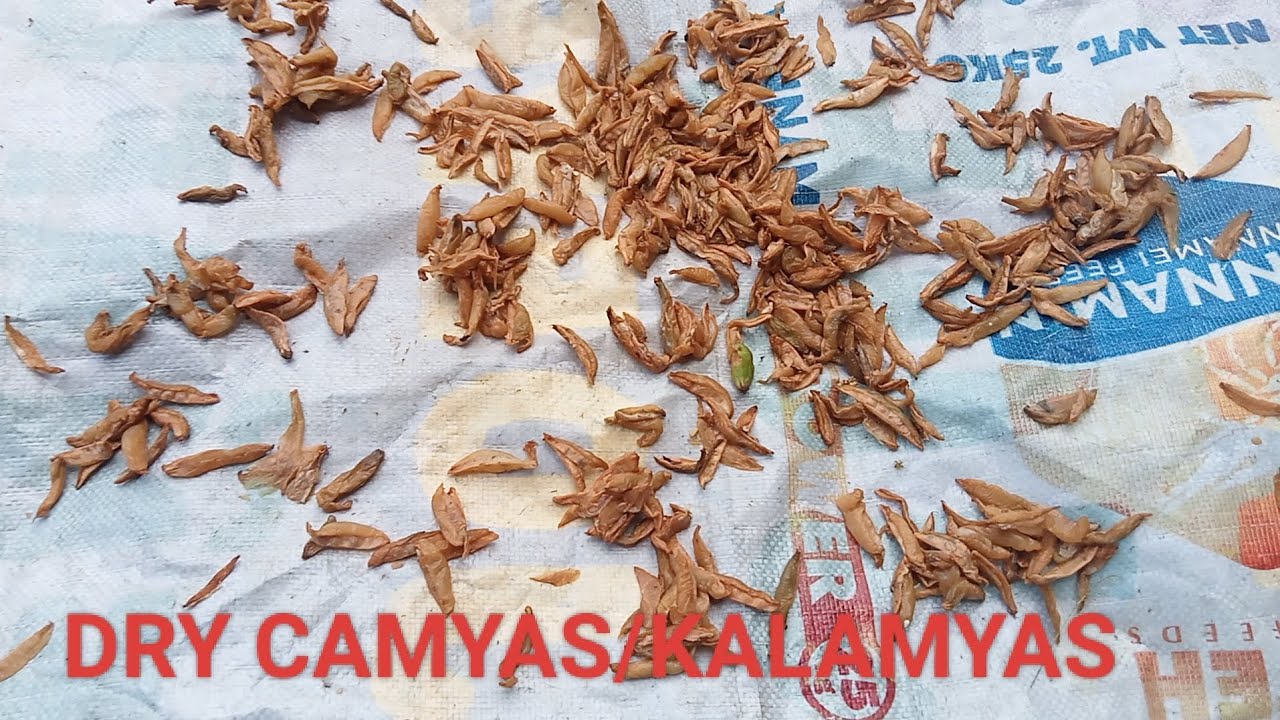 DRY CAMYAS/KALAMYAS - YouTube