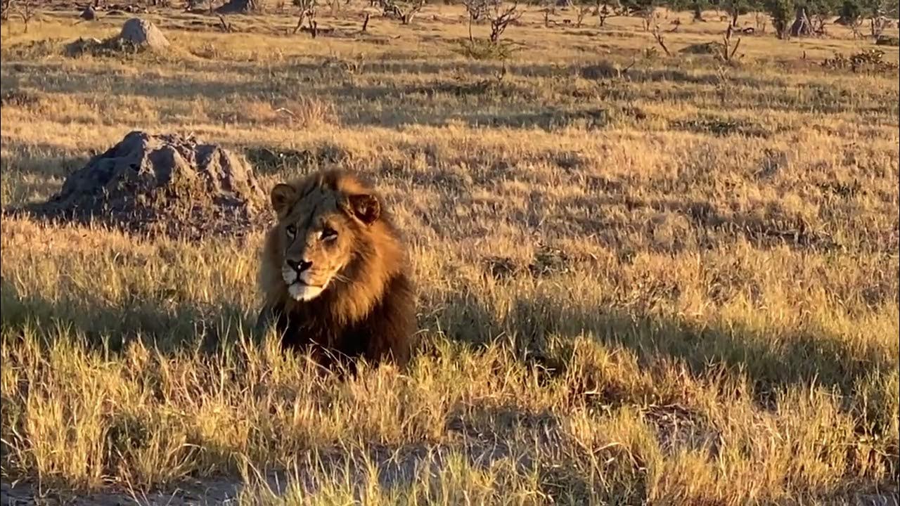 Scaring Male Lion - YouTube